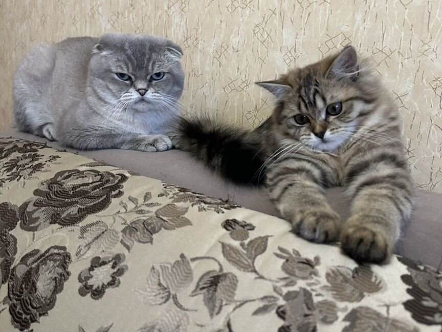 Британские котята 4,5 месяца девочки