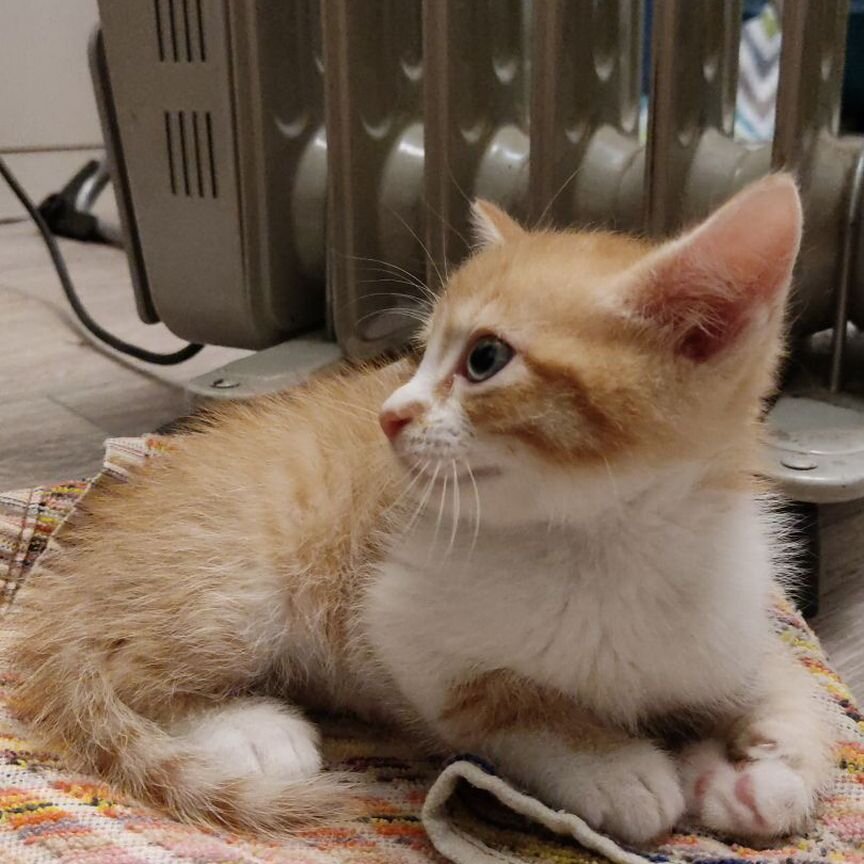Рыжий котенок, 1,5 месяца мальчик в добрые руки