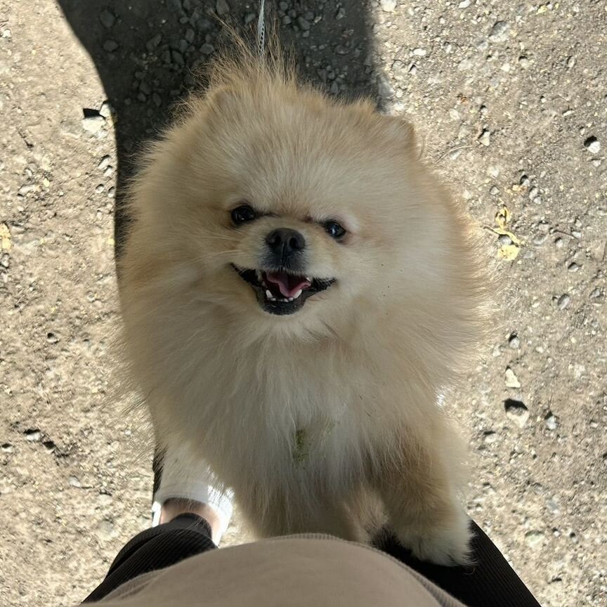 Померанский шпиц, взрослый пёс