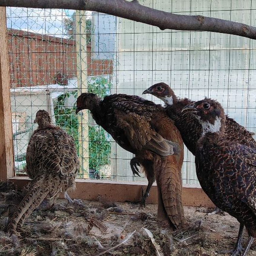 Румынские фазаны