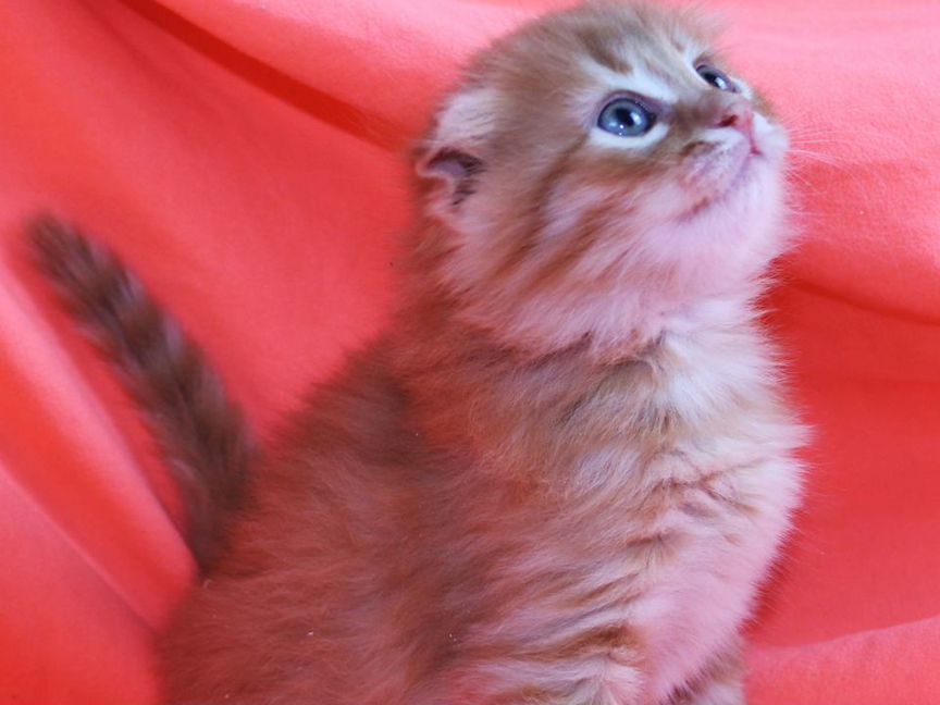 Шотландские котята (метисы)