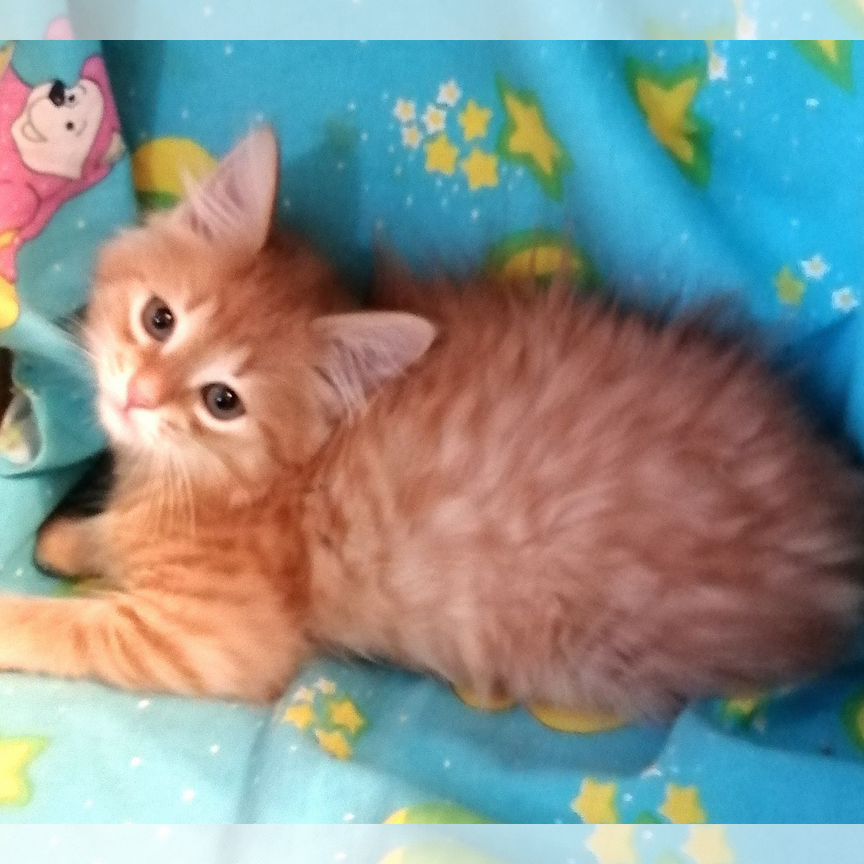 Сибирский котёнок