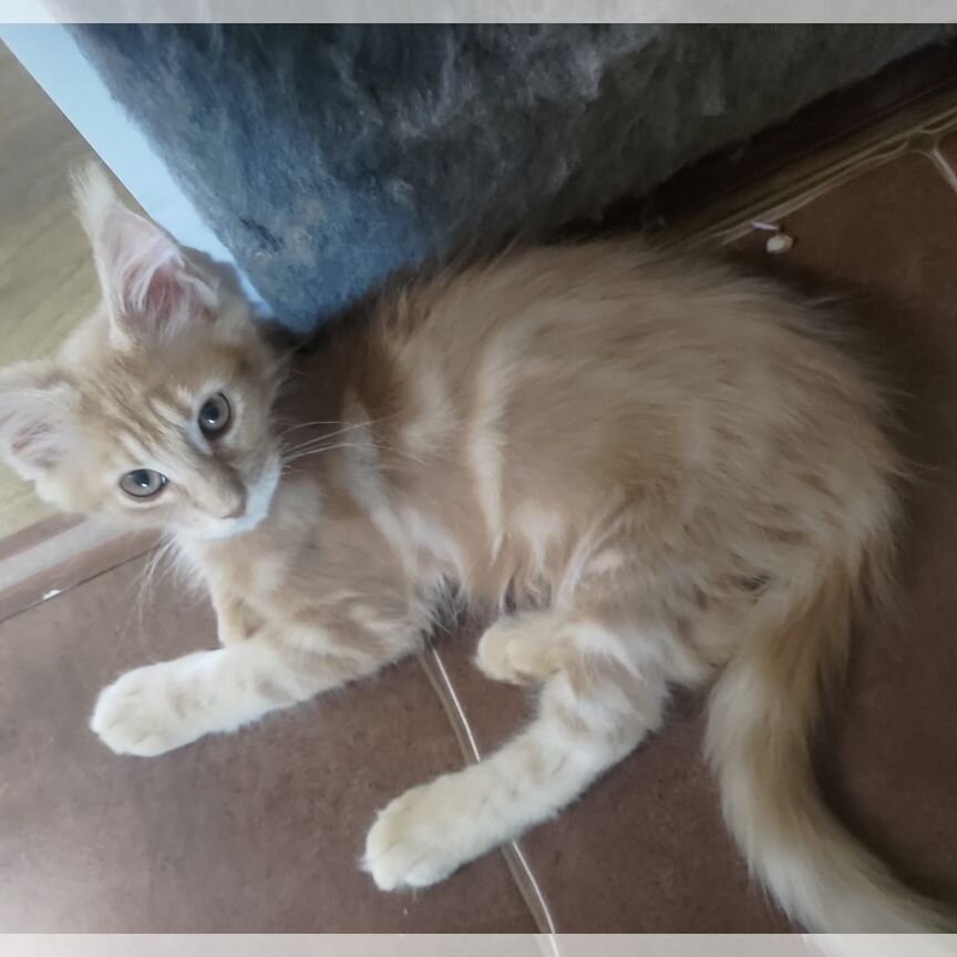 Мейн-кун котёнок