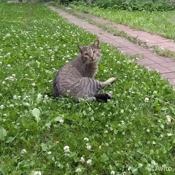 Кот мальчик подросток