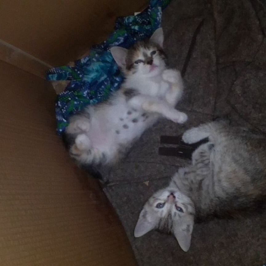 Котька