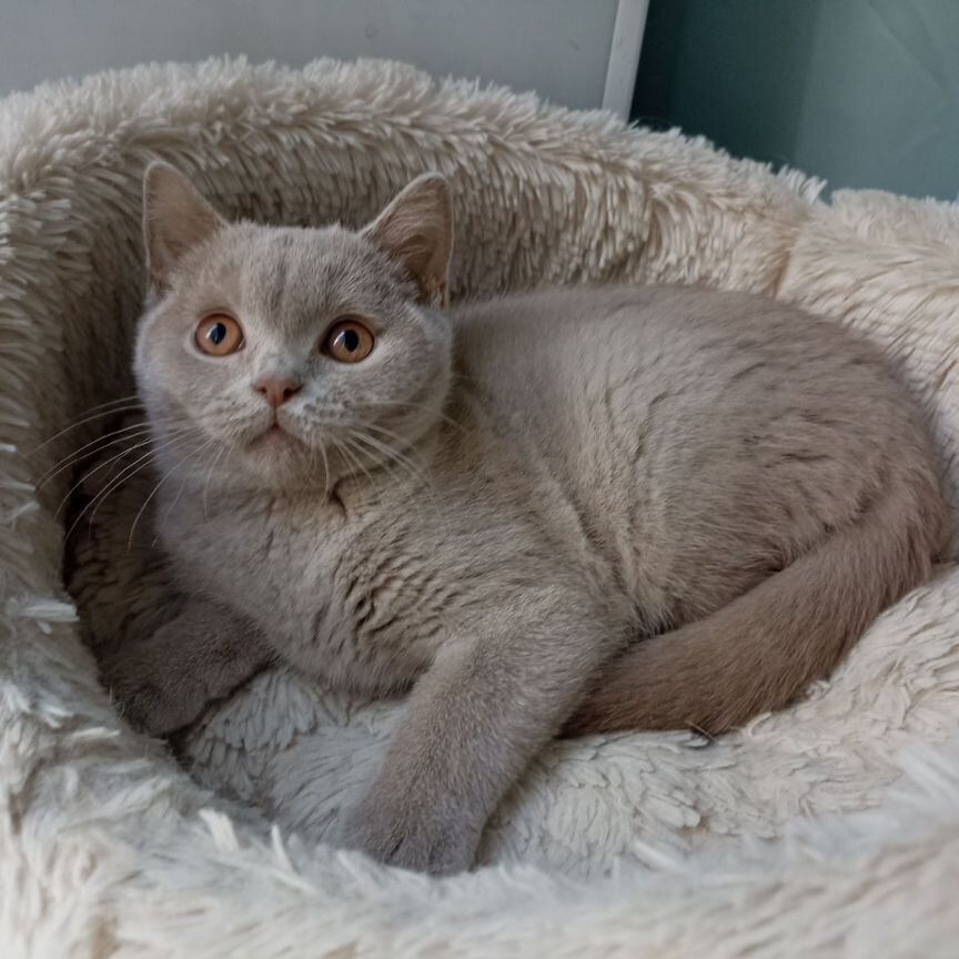 Британский котик окраса фавн
