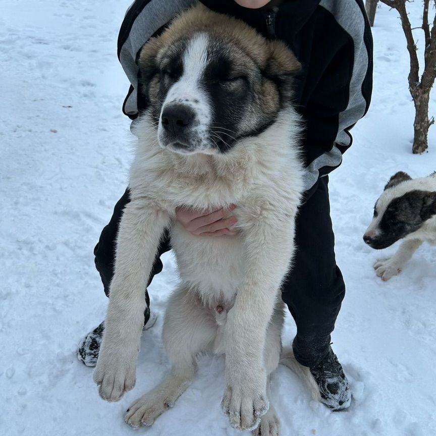 Кавказские овчарки