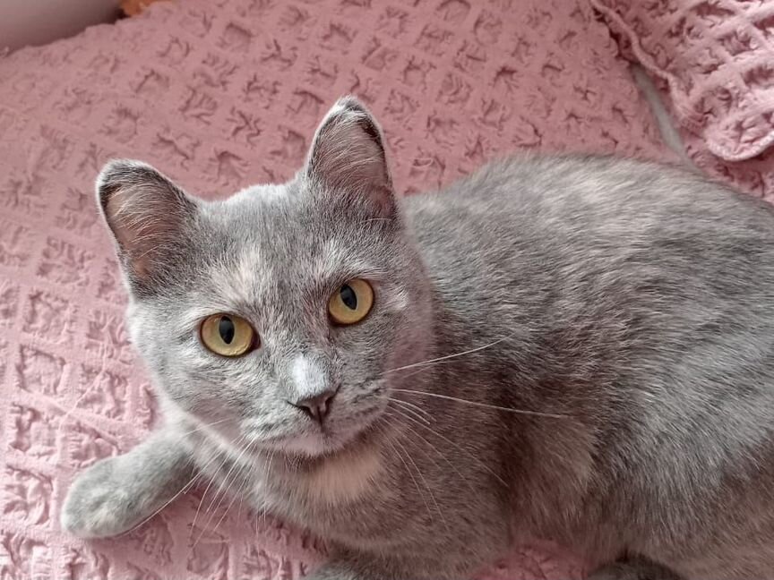 Кошки