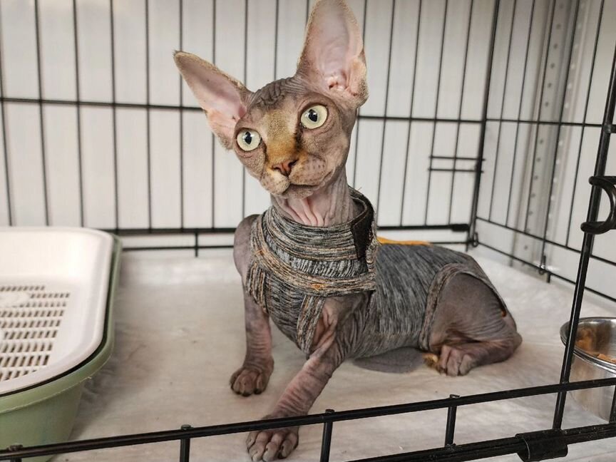 Красотка внеземной цивилизации