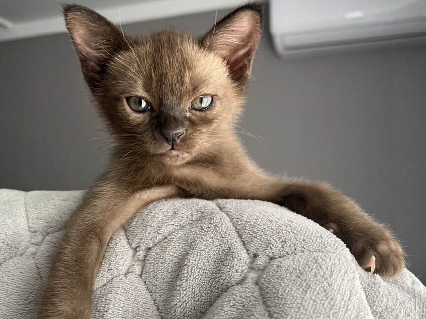 Бурманские котята