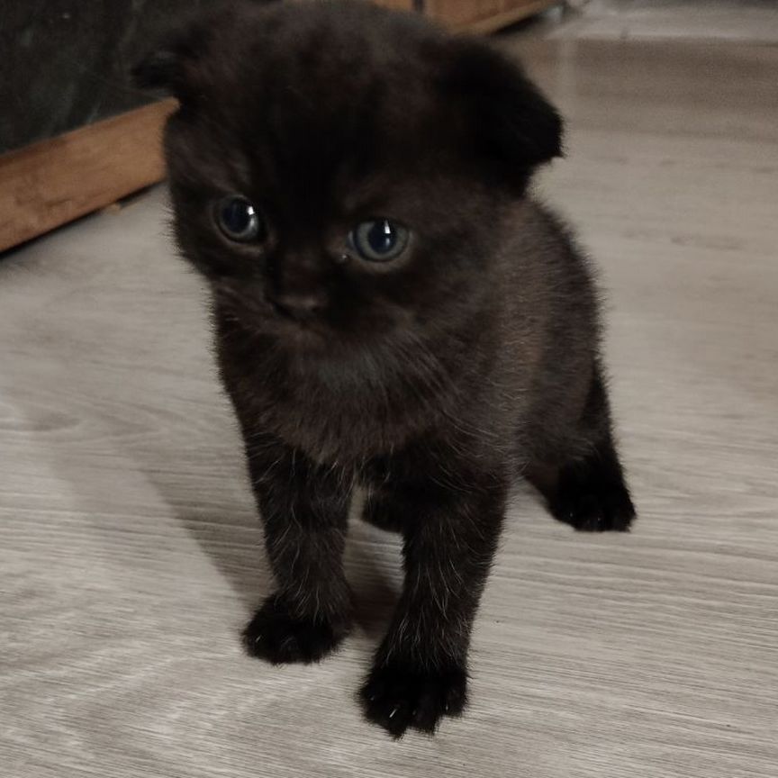 Отдам вислоухого котенка в хорошие руки