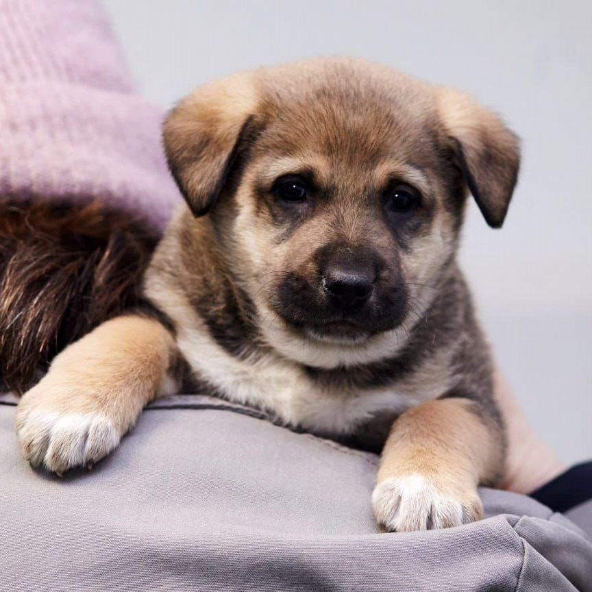 Щенок в добрые руки