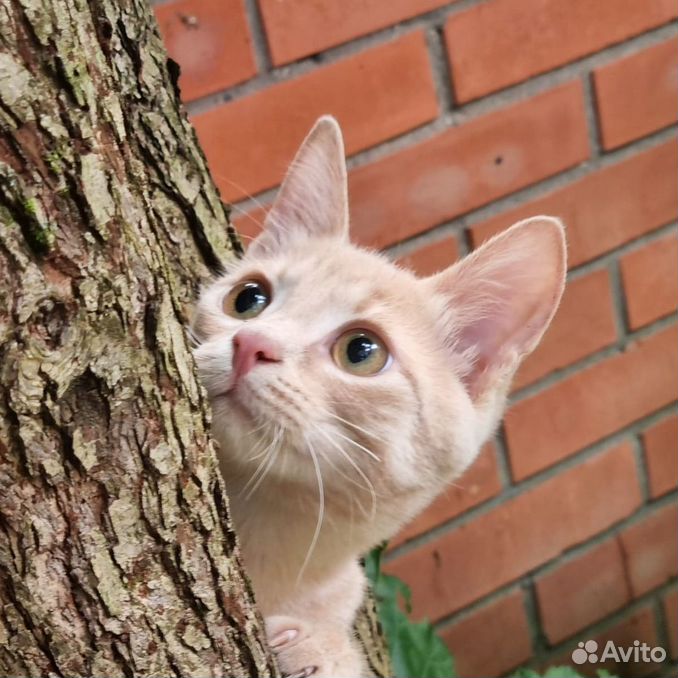 Котенок Пудровый рыжуля Темочка ищет семью