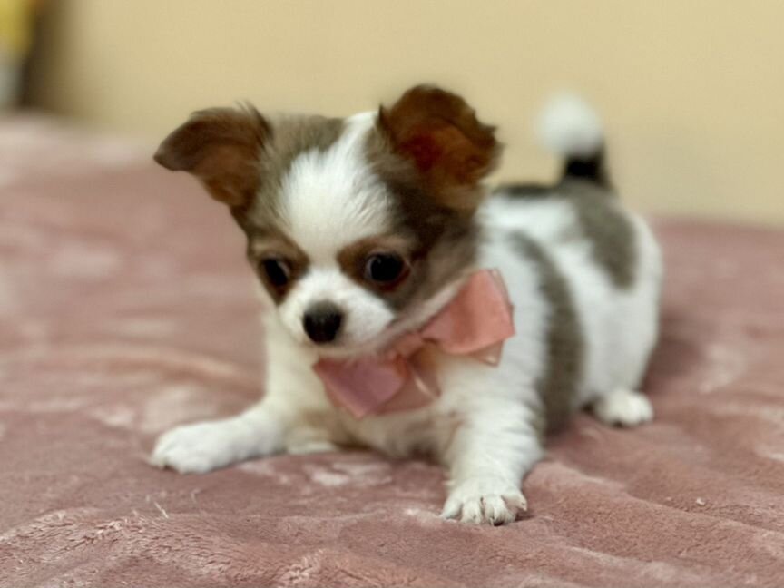 Малыши чихуахуа РКФ. Мальчик-мини 2,5 мес