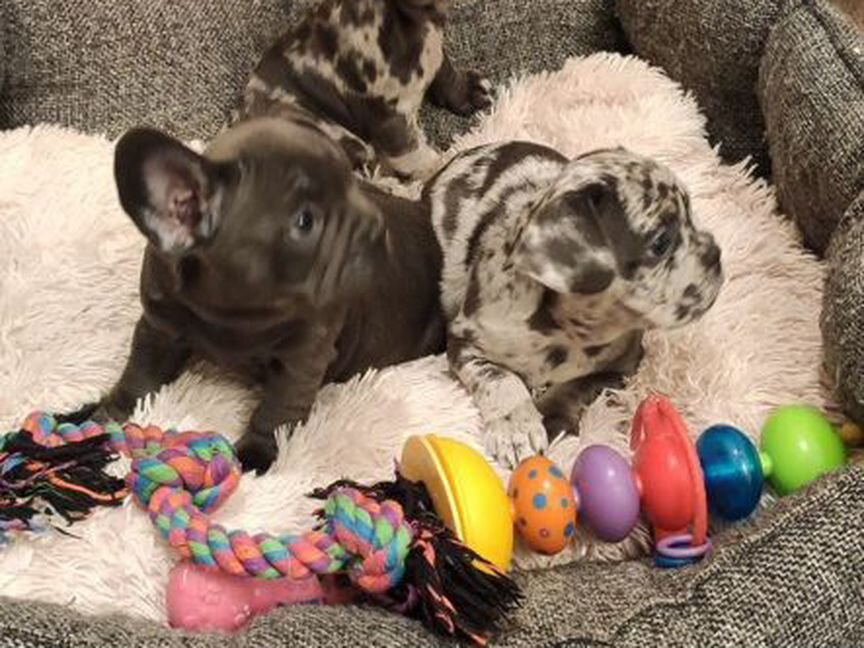 Французский бульдог