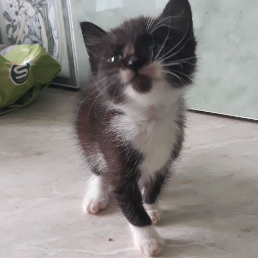 Котенок в добрые руки