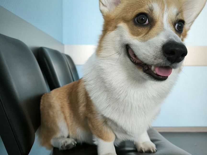 Вельш-корги вязка