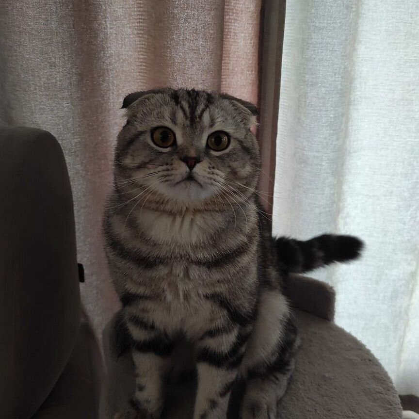 Нужна кошка на вязку