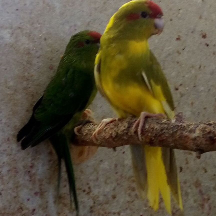 Птенцы какарика