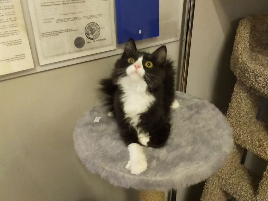 Котенок в добрые ручки