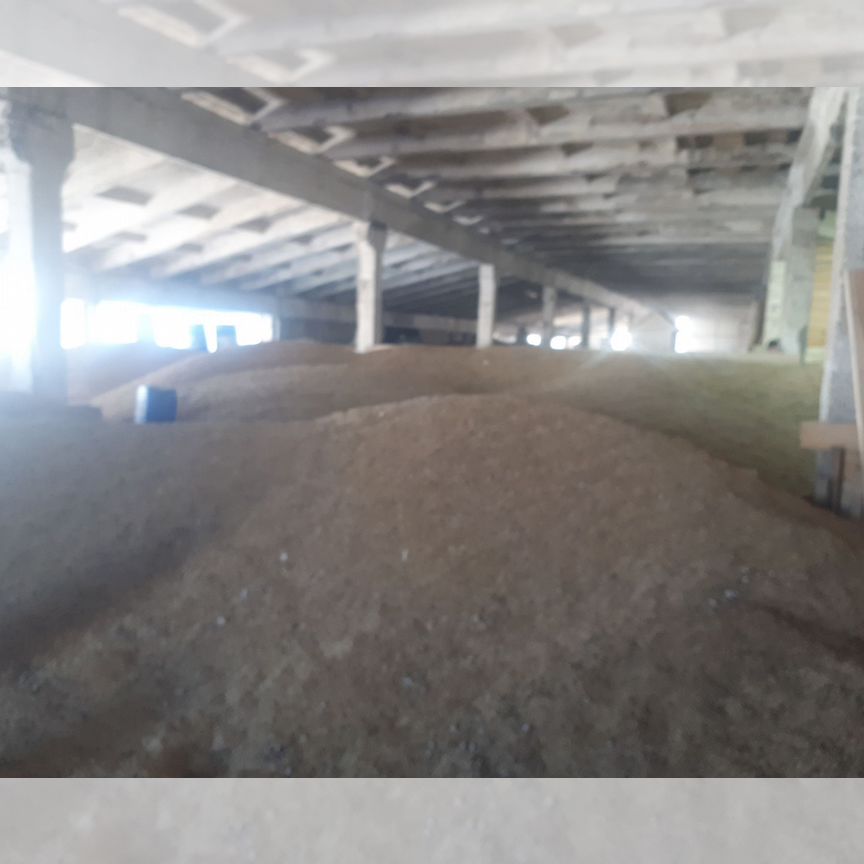 Зерно овес, фуражный