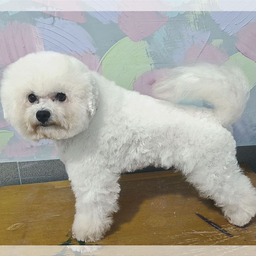 Вязка Бишон фризе