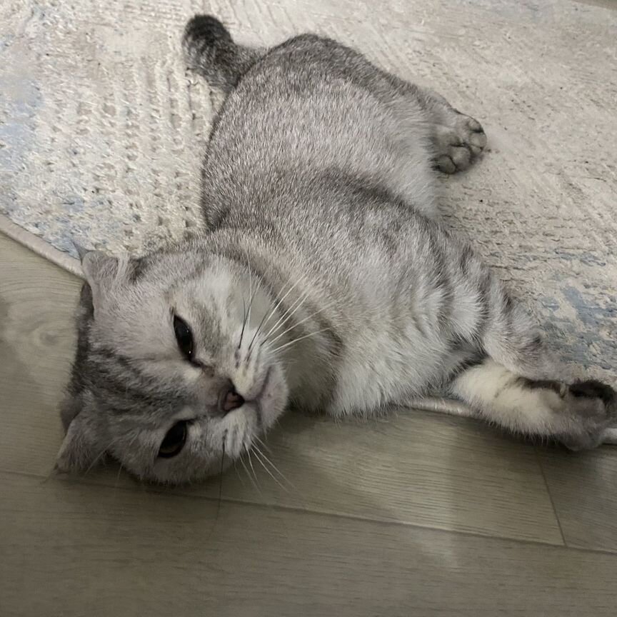 Ишим кота на вязку Шотландского