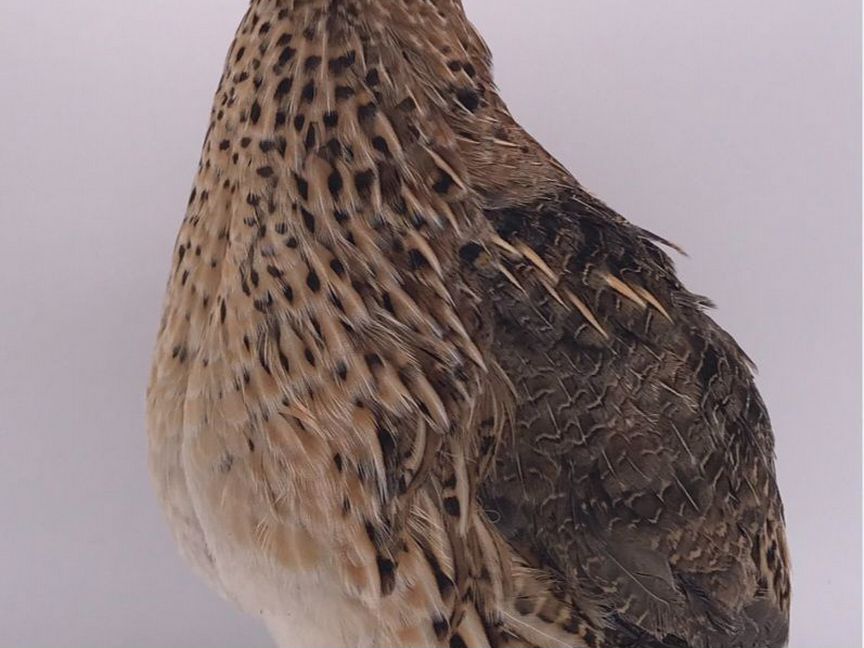 Перепела фараон