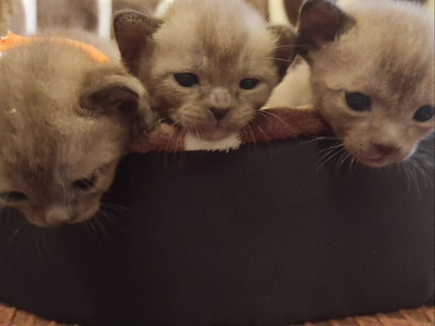 Бурманские котята