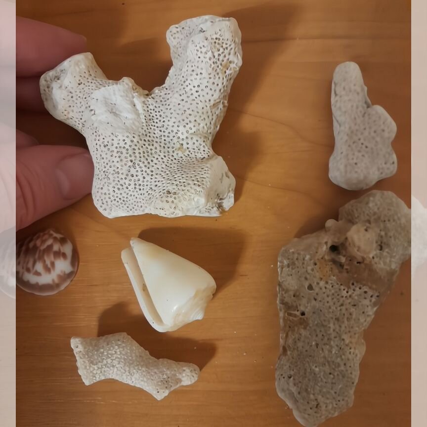 Кораллы в аквариум