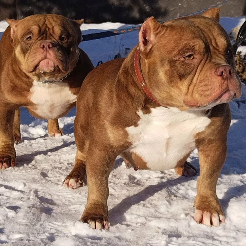 Подросток амбулли Гавана