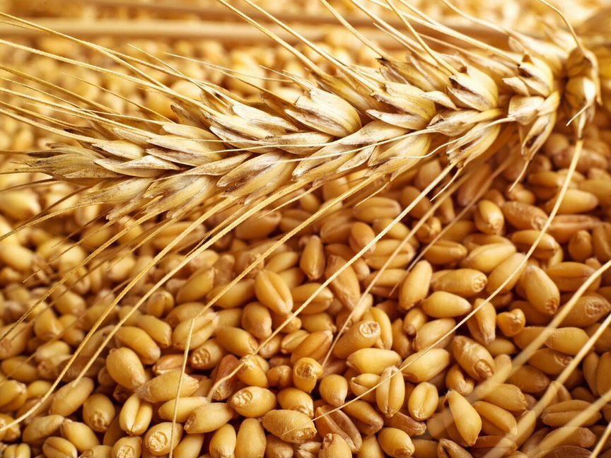 Корма для животных оптом