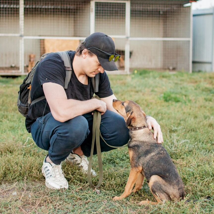 Небольшая молодая собака из приюта в добрые руки