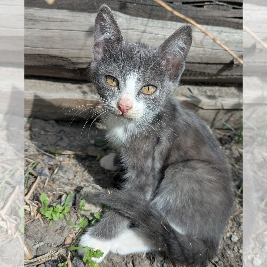 Котенок девочка 2 месяца
