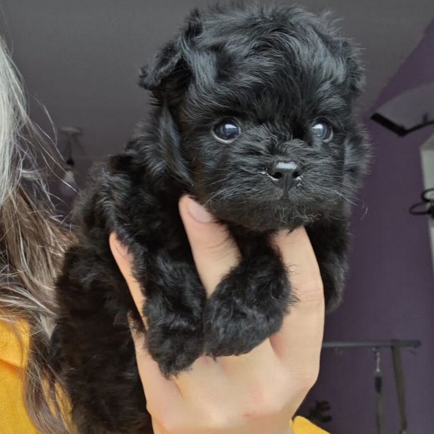 Мальтипу, щенок