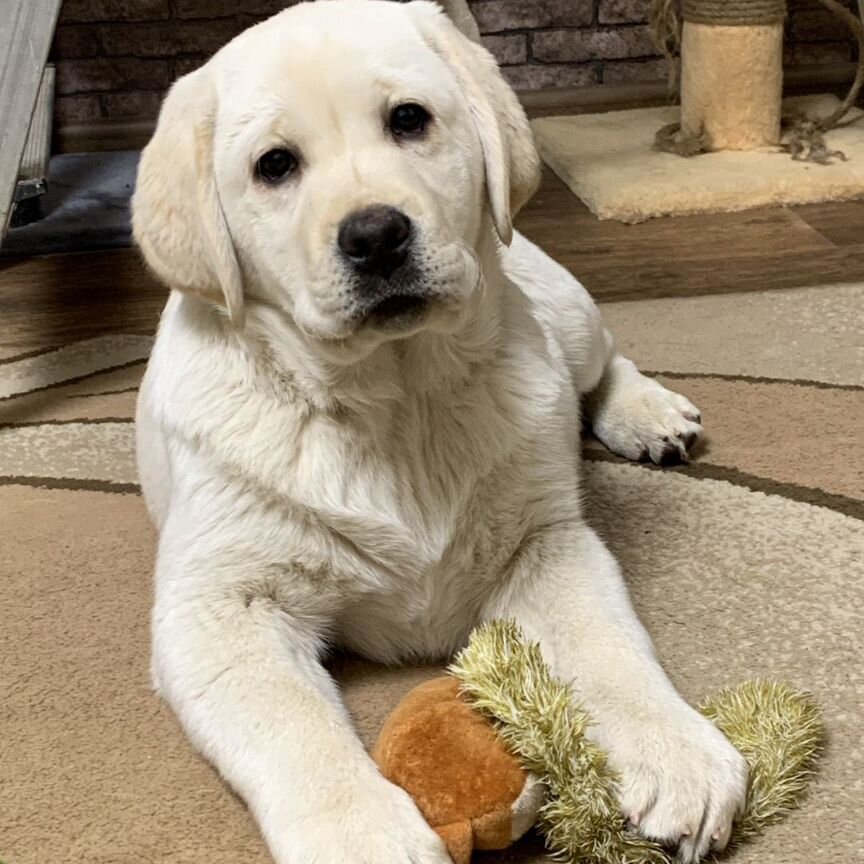 Лабрадор-ретривер, щенок