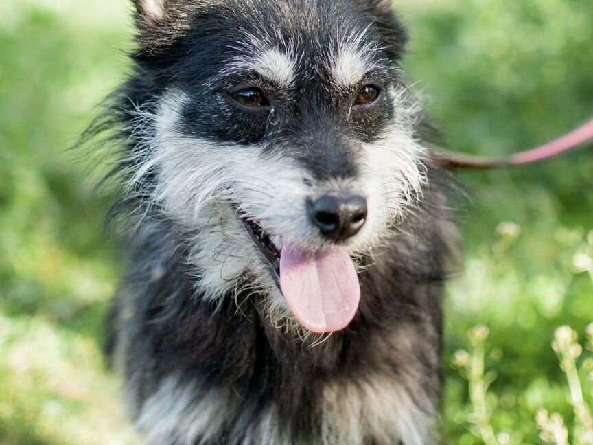 Собачка из приюта