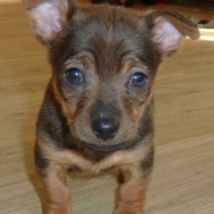 Девочка той терьера