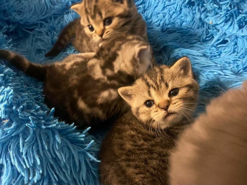 Британские котята 2 девочки
