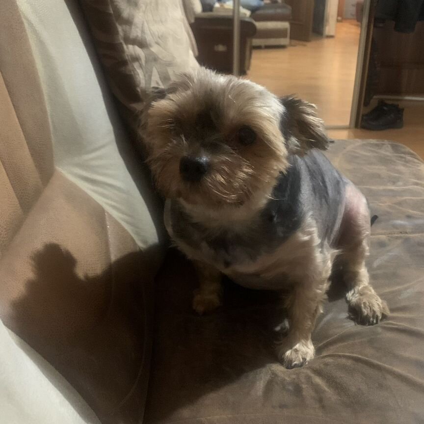 Йоркширский терьер, взрослая собака