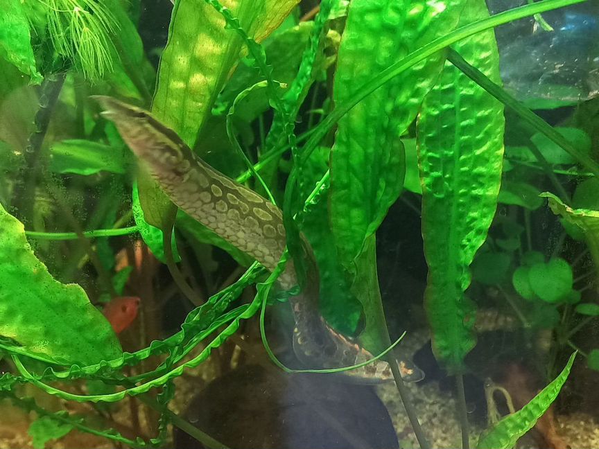 Аквариумная рыбка мастацембелус