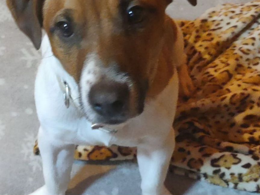 Джек Рассел терьер на вязку бесплатно