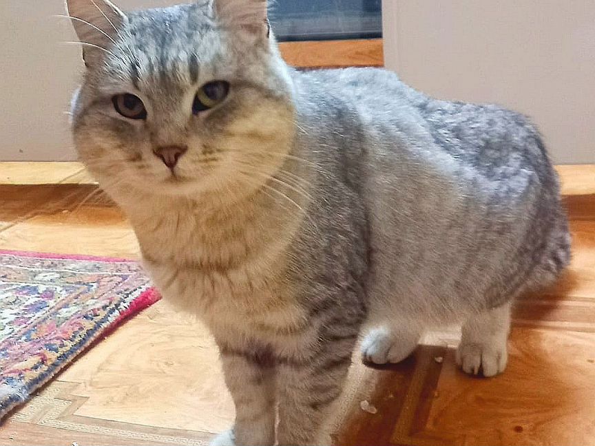 Британский кот