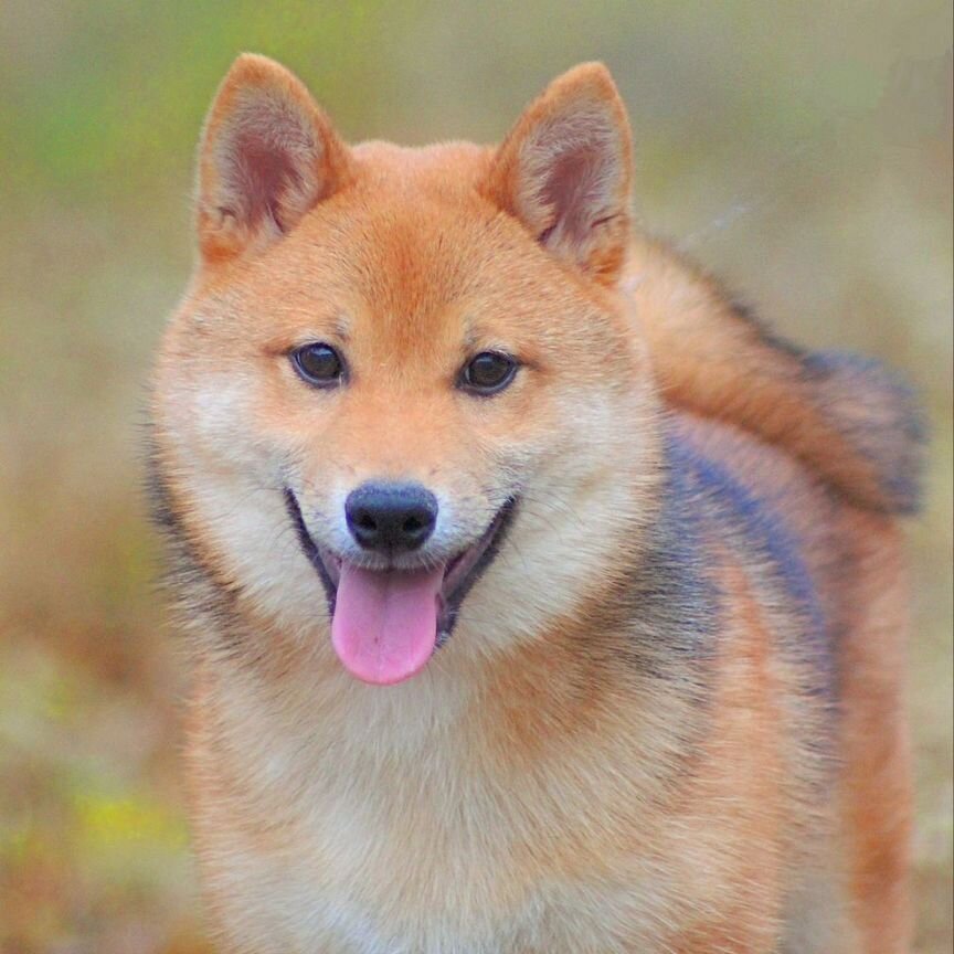 Сиба-ину, щенок