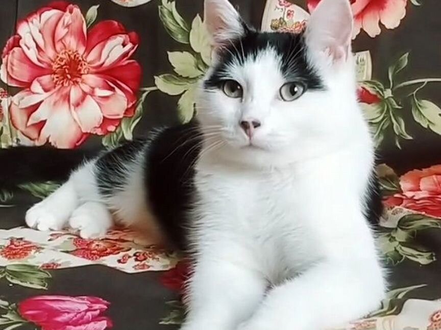 Котенок-подросток Петюня. Ласковый и добрый