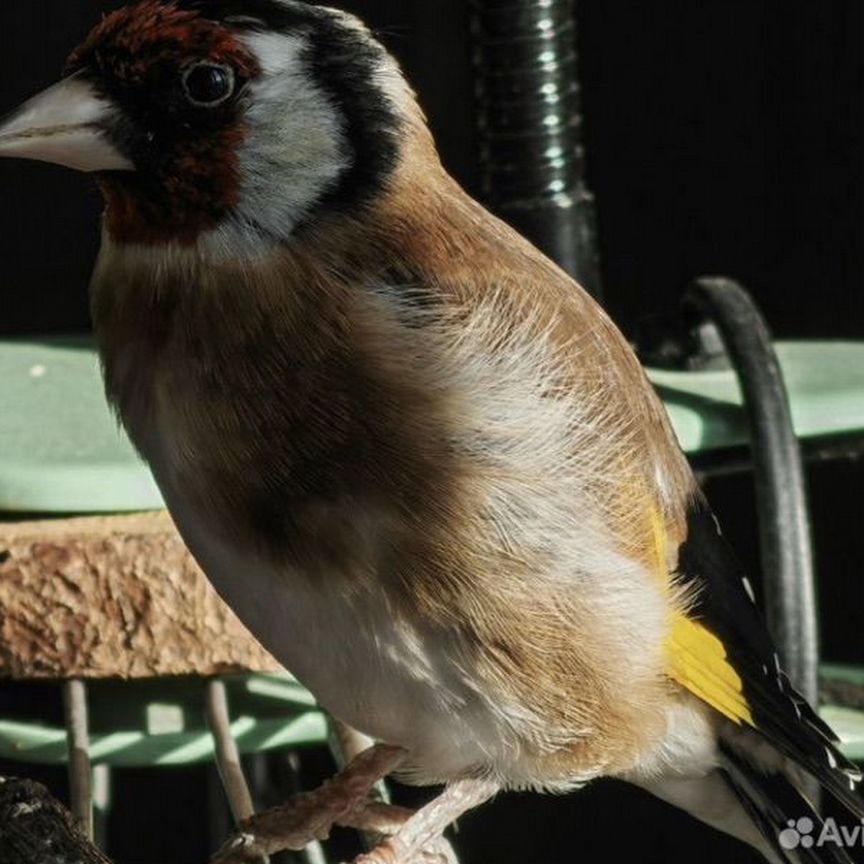 Щегол птица