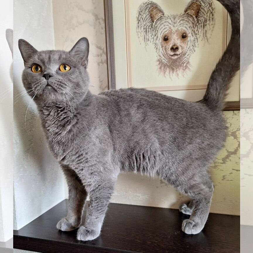 Котик Борис