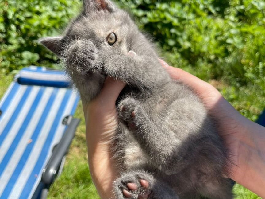 Пристроим котят (девочки) в добрые руки