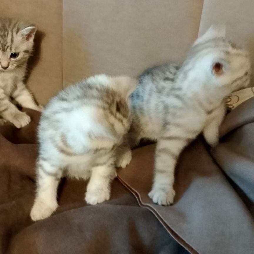 Котята британцы(не чисто кровные)