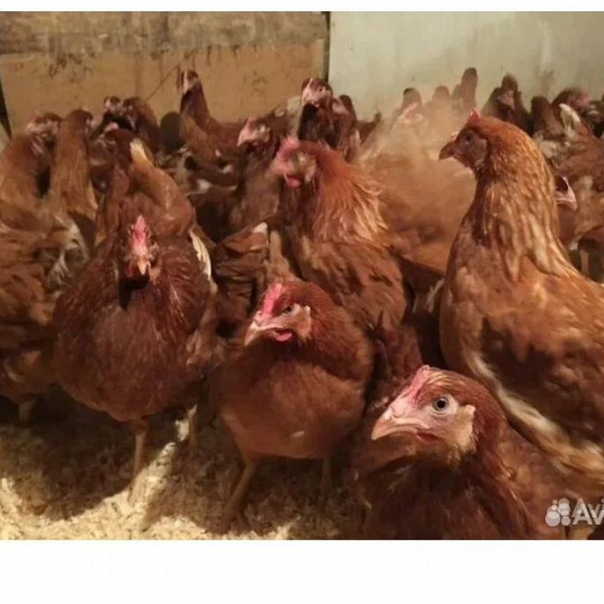 Куры молодки несушки